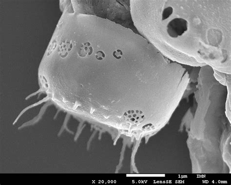 Roscoff Culture Collection Marine Microalgae Macroalgae Protists Bacteria And Viruses