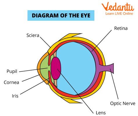Human Eye Diagram Png At Ella Thompson Blog