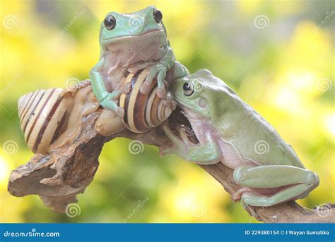 Two Dumpy Tree Frogs Resting In The Bushes Stock Photo Image Of Indonesia Australia