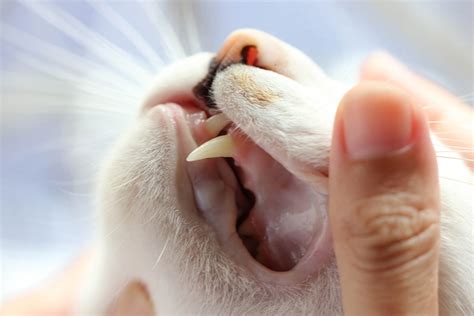 What Is Cat Stomatitis And Gingivitis Cat Gum Care Aspca Pet Health