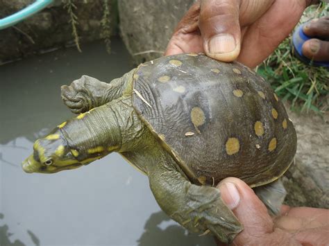 The Indian Flapshell Turtle Lissemys Punctata Lives In Shallow Quiet
