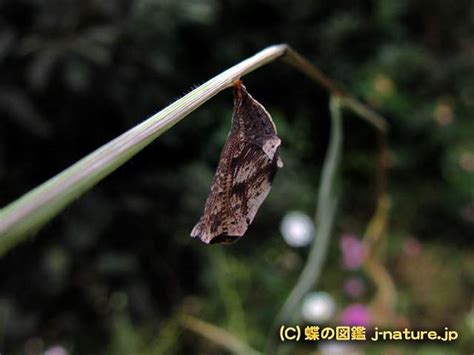 ヒメウラナミジャノメの卵幼虫蛹