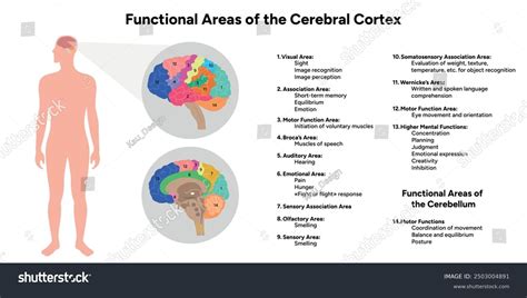 Diagram Functional Areas Cerebral Cortex Human Stock Vector Royalty