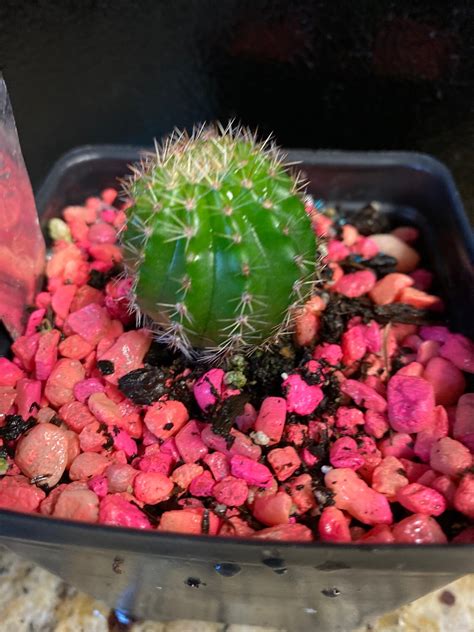 Very Rare Sex On The Beach Echinopsis Pups Etsy