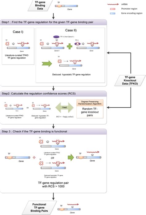 The Algorithmic Scheme To Extract Functional Tf Gene Binding Pairs We