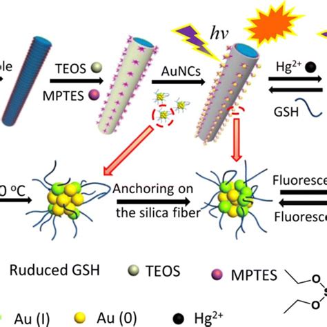 A Fluorescence Emission Spectra λexc 400 Nm Of Sio2au Ncs Red