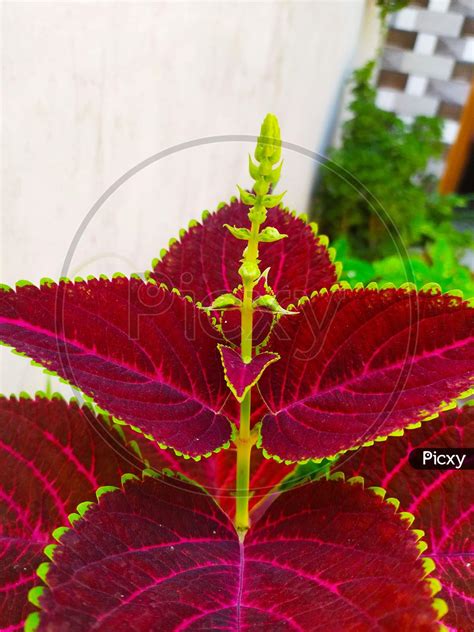 Coleus Plant Stem