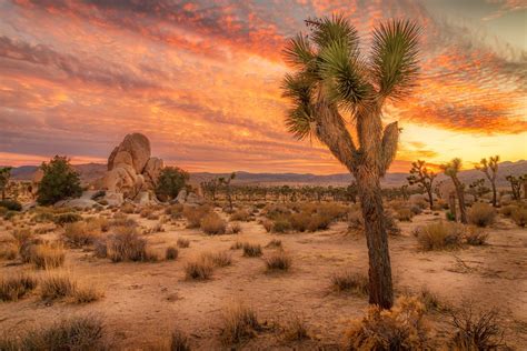 California Desert Sunrise Joshua Tree Hd Wallpaper 3264x2176