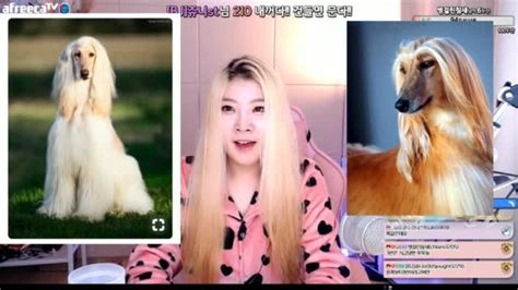 아프칸하운드 닮았나요 Soop Vod