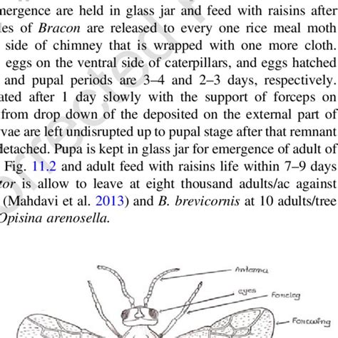 2 Adult Of Bracon Hebetor Download Scientific Diagram