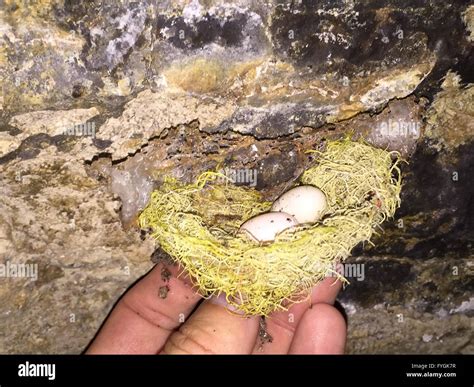 Edible Swiftlet Nest