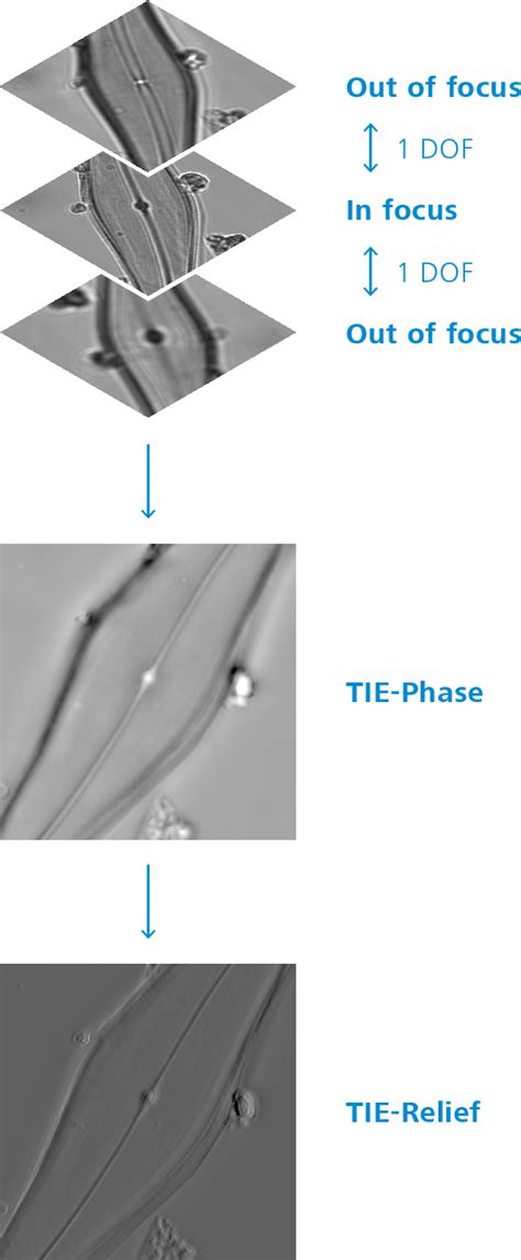 Figure 2 From Transport Of Intensity Equation Tie A New Brightfield Method For Imaging And