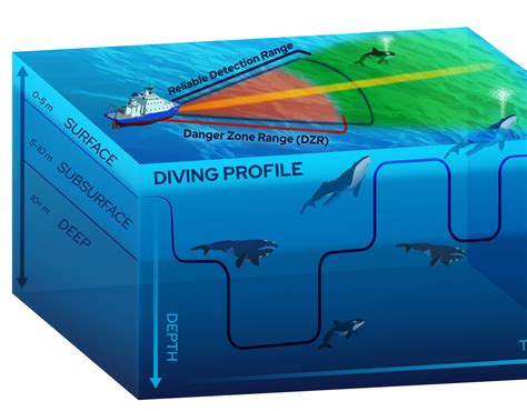 kara perilli whale detection and sensing