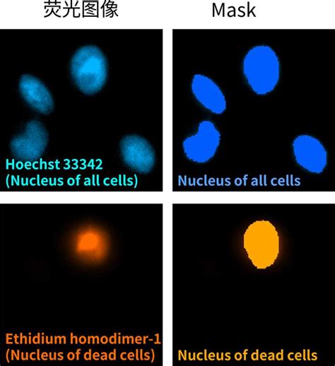 使用ai Driven全自动智能成像系统eclipse Ji 进行的细胞毒性分析 应用手册 资料 尼康精机（上海）有限公司