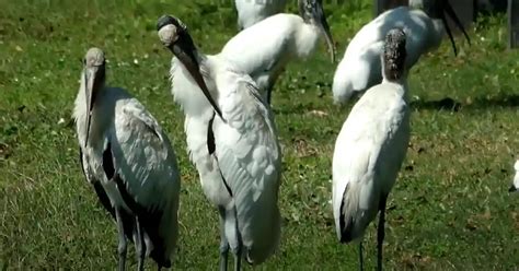 Facts About Wood Storks Surprising Insights You Must Know