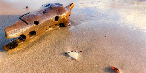 해변에서 파도 모래 해변에 껍질과 로그 여름 해변 배경 개념 0명에 대한 스톡 사진 및 기타 이미지 0명 Carnival