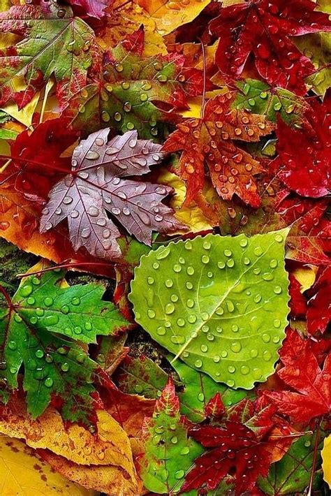 Не грусти это просто листья меняют цвет Просто Всё будет хорошо Фотострана Пост