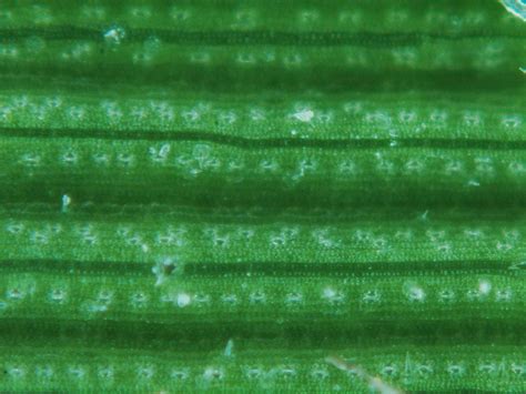 Rice Stomata Object Detection Dataset By Stomata Project