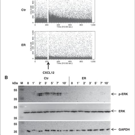 Upregulated And Downregulated Genes In Etv6 Runx1 Positive Baf3 Cells