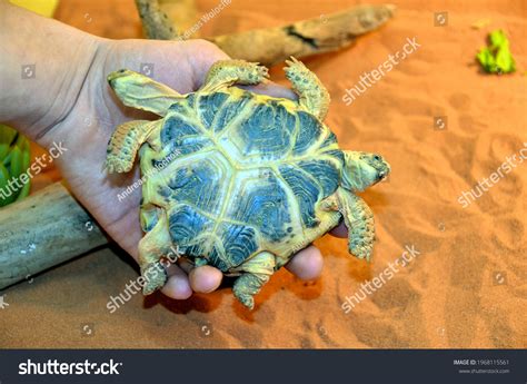 Two Headed Turtle
