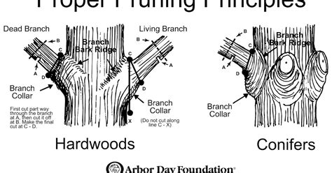 Pruning Dos And Donts
