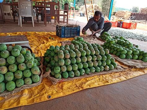 Seasons First Shipment Of Gi Tagged 21 Dozen Kokan Alphonso Reaches