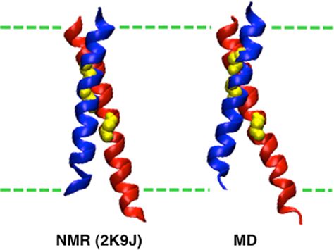 A Helix Heterodimer In A Lipid Bilayer Prediction Of The Structure Of An Integrin Transmembrane