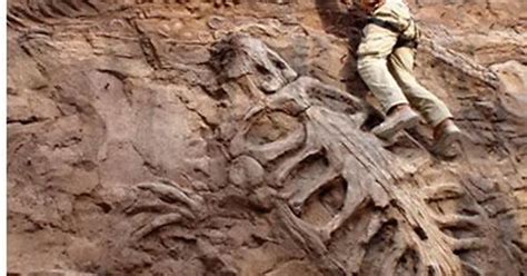 Paleontologist Poses With The Fossilized Remains Of Archelon A