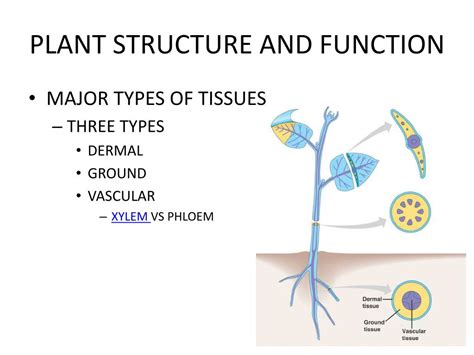 Ppt Plant Structure And Function The Last Chapter Powerpoint Presentation Id 2029259