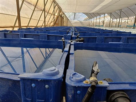 Dwc System Growdirector