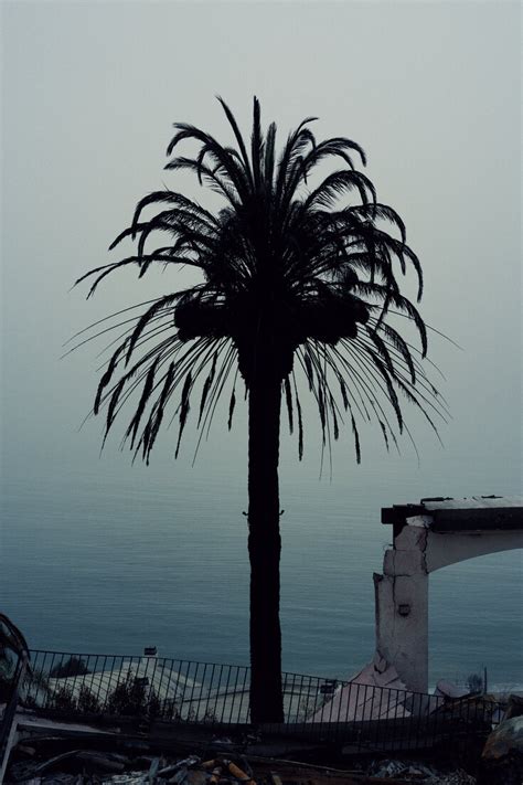 Many California Trees Survived The Wildfires Heres Why The New York Times