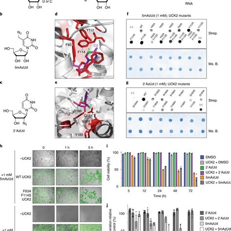 Schematic Of Cell Specific Metabolic Labeling Of Rna For Cell Specific Download Scientific