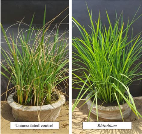 3 Effect Of Rhizobium Inoculation On Rice Growth Under Waterstressed Download Scientific