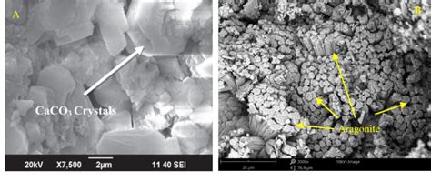 Morphology Of Calcium Carbonate Crystals Under A Freshwater [14] And