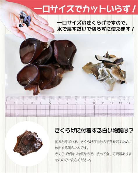 【楽天市場】熊本県産乾燥きくらげ 無農薬栽培 和田さんちのきくらげ100g（50g×2 きくらげホール 一口サイズ 乾燥きくらげ 九州産