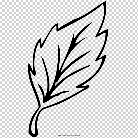 Rama Libro Para Colorear Hoja Dibujo Planta Hoja Png Clipart Pngocean