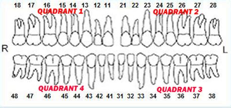 Chart For Tooth Numbering Meridians Living Supplements