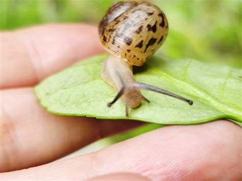 달팽이 키우기 온도 생김새 먹이 만질 때 주의사항 네이버 블로그