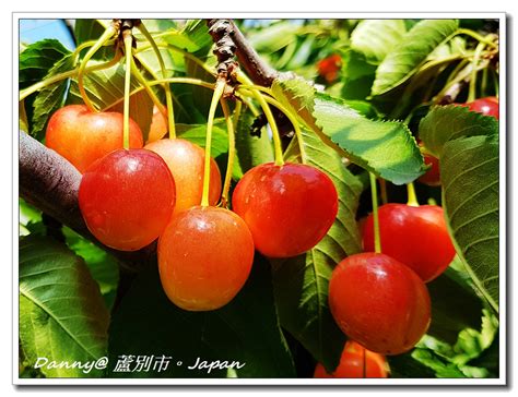 溫士凱。窺。世界。travel And Living With Danny Wen 【東空知。北海道。japan】夢幻櫻桃吃到爽，這種好康只在蘆別市的大橋櫻桃園！