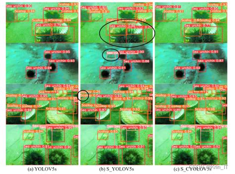 毕业设计选题 基于深度学习的海洋生物目标检测系统 Yolo 人工智能深度学习毕业设计好的选题 Csdn博客