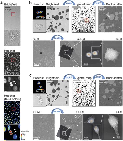 Clem Of 3t3 Fibroblast In Anaphase Via Stochastic Micro Patterning