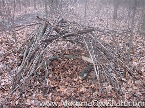 Momma Owls Lab Stick Forts And Brush Piles