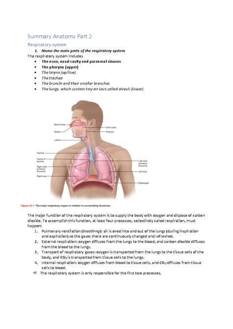 Summary Anatomy Exam 2 Warning Tt Undefined Function 32 Warning Tt Undefined Function 32