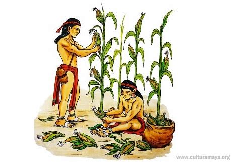 El Maíz Y La Agricultura De Los Mayas Cultura Maya