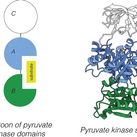The Three Distinct Domains Of Pyruvate Kinase Pyruvate Kinase Is Download Scientific Diagram