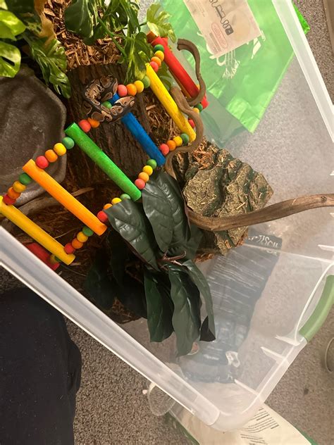 Is This Enough Clutter Rballpython