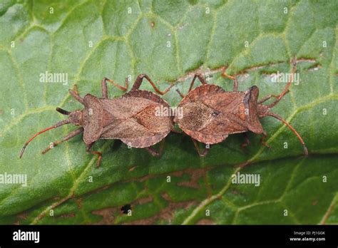 Mating Dock Bugs On Dock Leaf Hi Res Stock Photography And Images Alamy