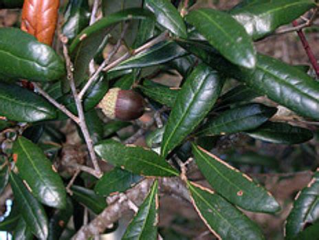 Week 2 Trees Flashcards Quizlet