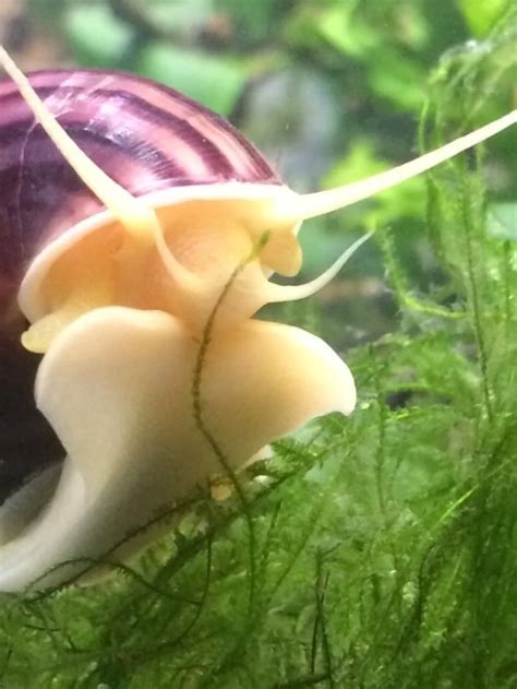 What Do Freshwater Aquarium Snails Eat Tips Aquanswers