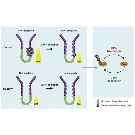 Usp7 Inactivation Suppresses Apc Mutant Intestinal Hyperproliferation And Tumor Development
